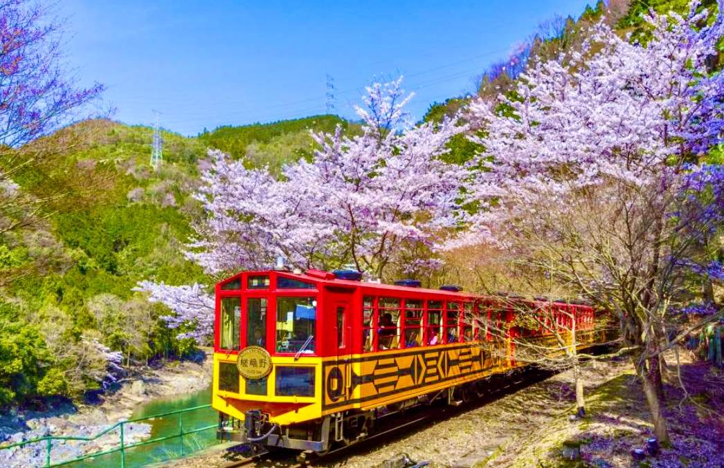 [Kyoto Nara Arashiyama Sagano Scenic Railway Cherry Blossom One-Day Tour] Hotel Pick-up ...